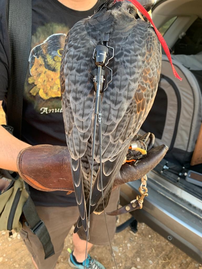 NEW MODEL OF EASY RAPID HARNESS | Ayama Segutel