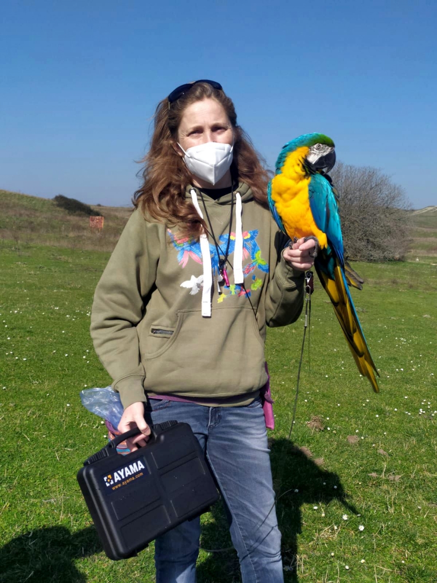 Pointer Track/Sahara Parrot GPS | Ayama Segutel