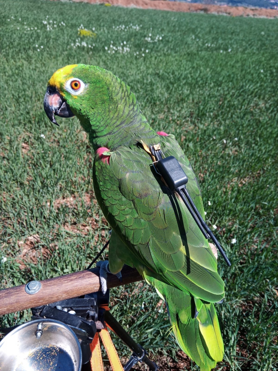 DELTA PARROT GPS | Ayama Segutel